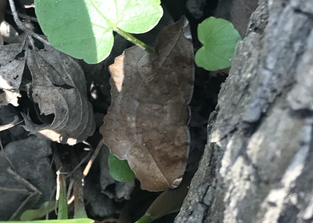 Curved-toothed Geometer Moth from LaBagh Woods, Chicago, IL, US on ...