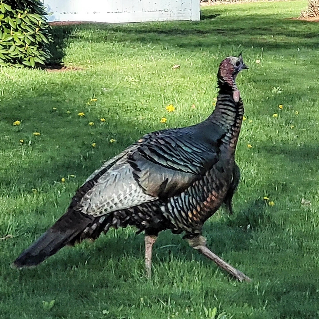Wild Turkey from Pawtucketville, Lowell, MA, USA by Kaitlyn Beausoleil ...