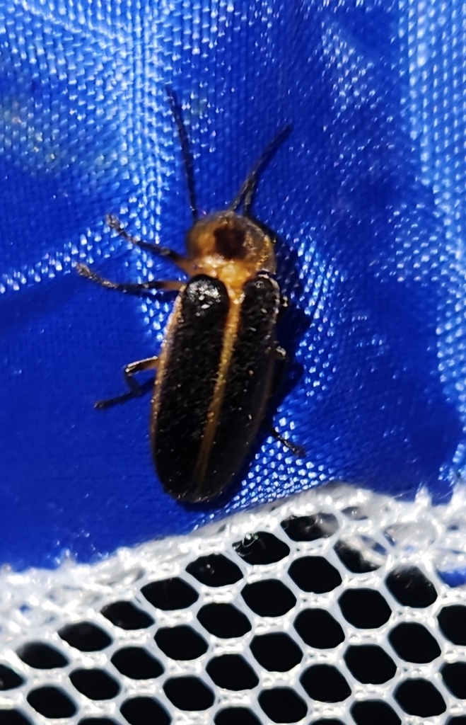 Florida Single Snappy from Ferndale Place, Tallahassee, FL 32301, USA ...