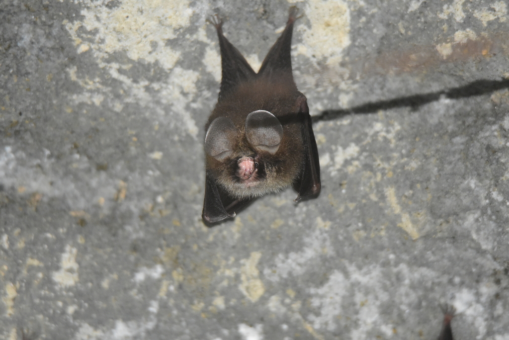 East Asian Tailless Leaf-nosed Bat (Coelops frithii) - Know Your Mammals