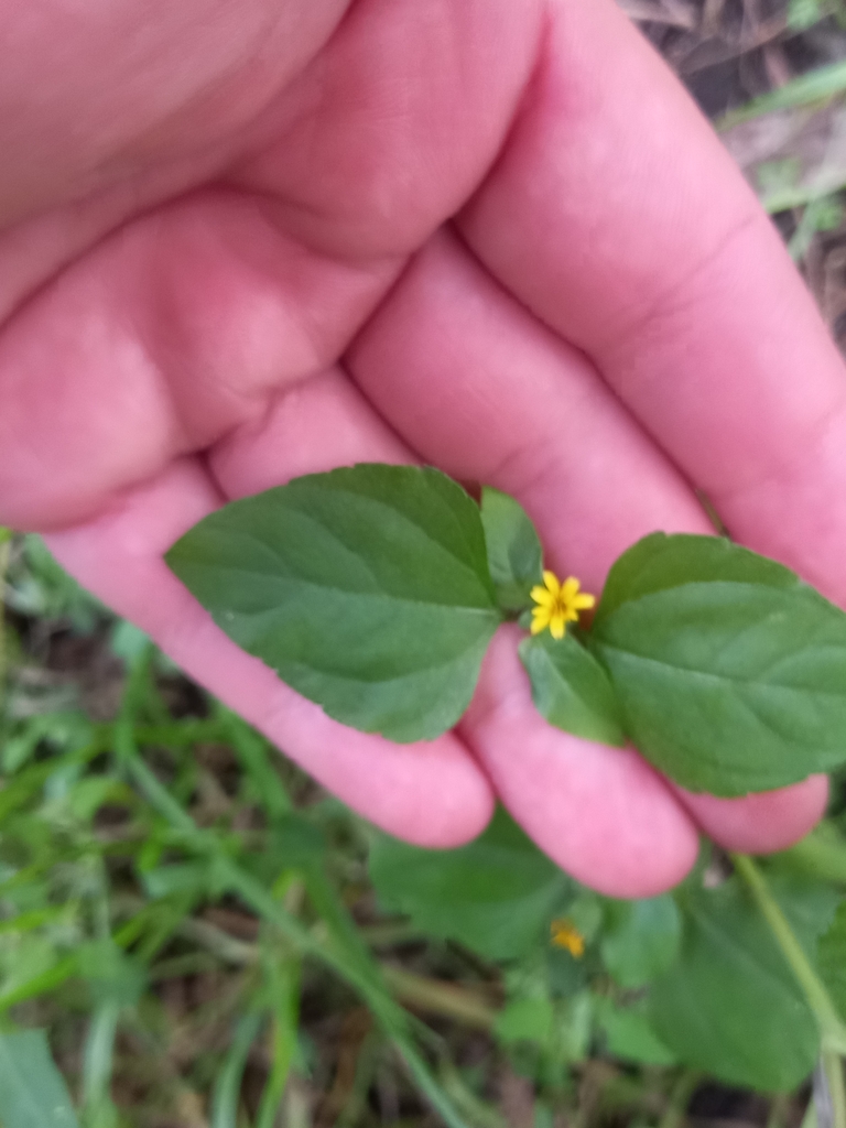 straggler daisy from Meadowbrook QLD 4131, Australia on April 26, 2024 ...