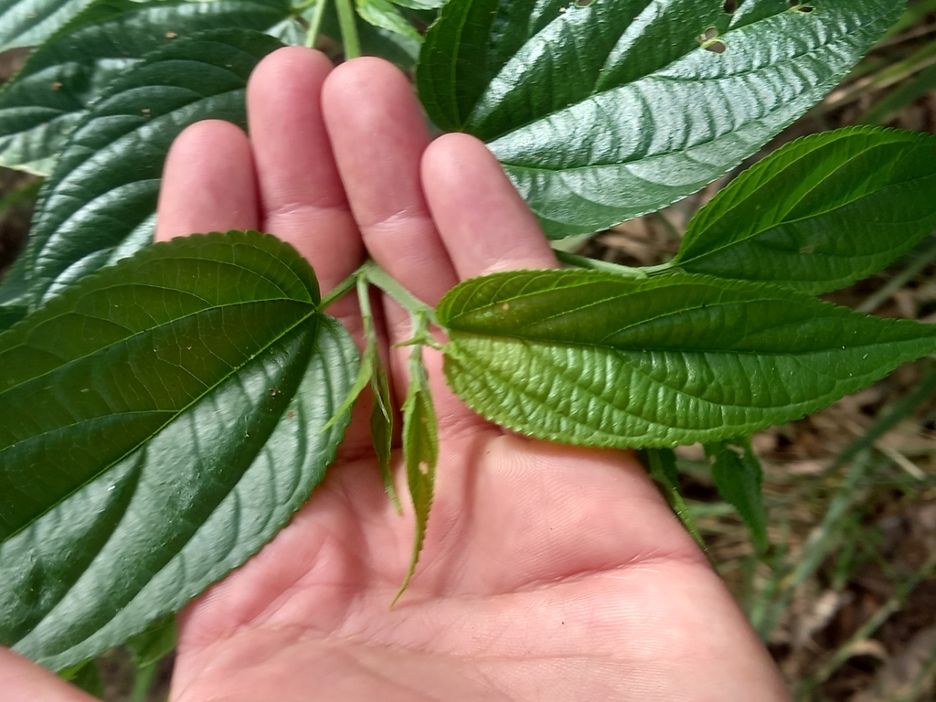 Nettle Tree from Meadowbrook QLD 4131, Australia on April 26, 2024 at ...