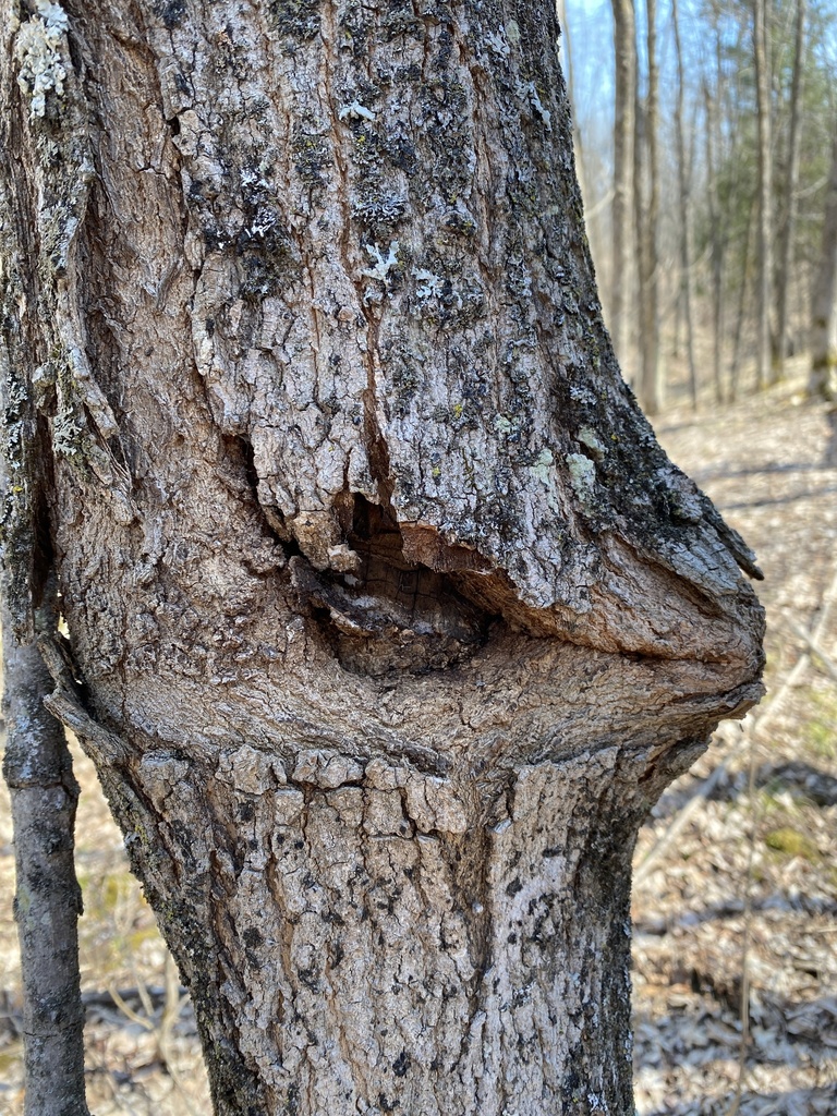 Life from Wild Valley Rd, Wrenshall, MN, US on April 25, 2024 at 03:21 ...