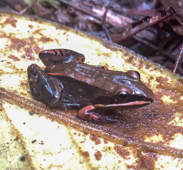 Copper-colored Thin-toed Frog from Mariana - State of Minas Gerais ...