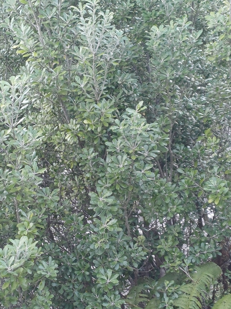 Karo from Aro Valley, Wellington, New Zealand on April 26, 2024 at 03: ...