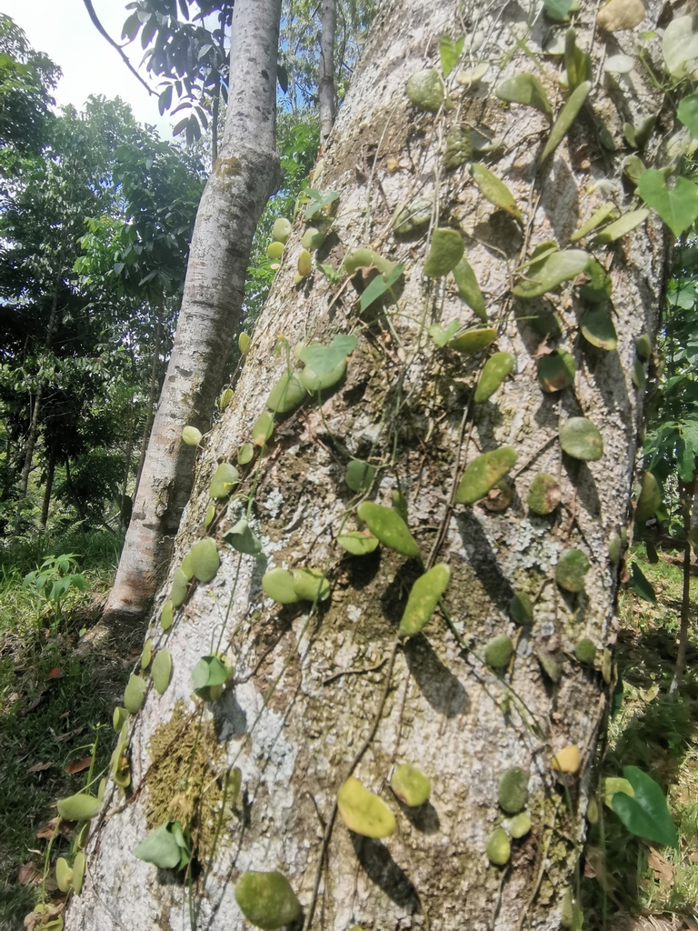 Tongue-fern from San Agustin, Tagum, Davao del Norte, Philippines on ...