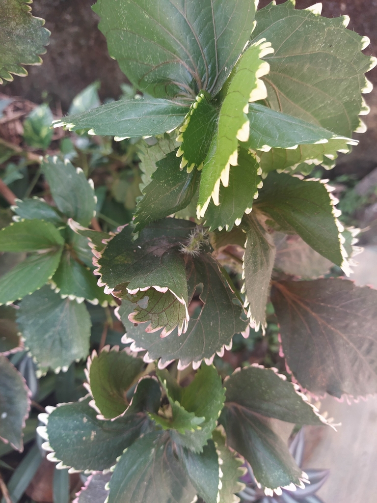 Copperleaf from XM84+HM, Manjalloor, Kerala 686668, India on April 26 ...