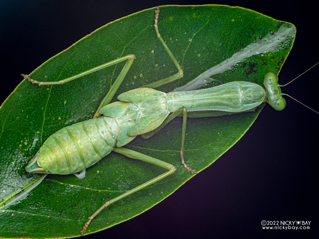 Golden-armed Mantis from 6A Admiralty Rd, Admiralty Park, Singapore ...
