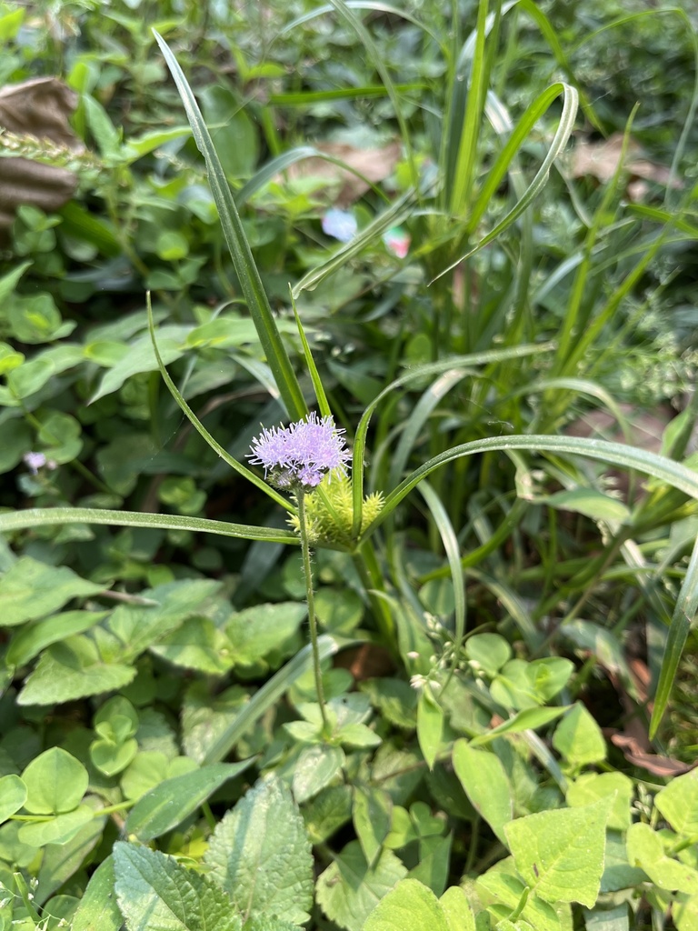 Ageratums from Tadong, Upper Tadong, SK, IN on April 26, 2024 at 10:10 ...