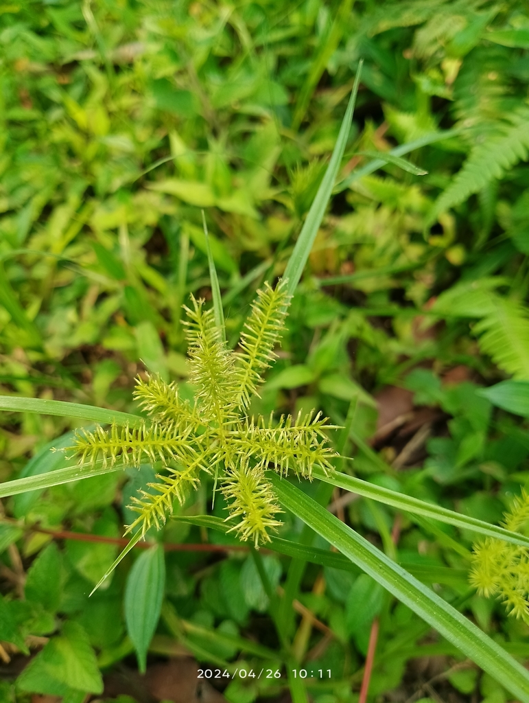 flatsedges from Upper Tadong, Tadong, Gangtok, Sikkim 737102, India on ...
