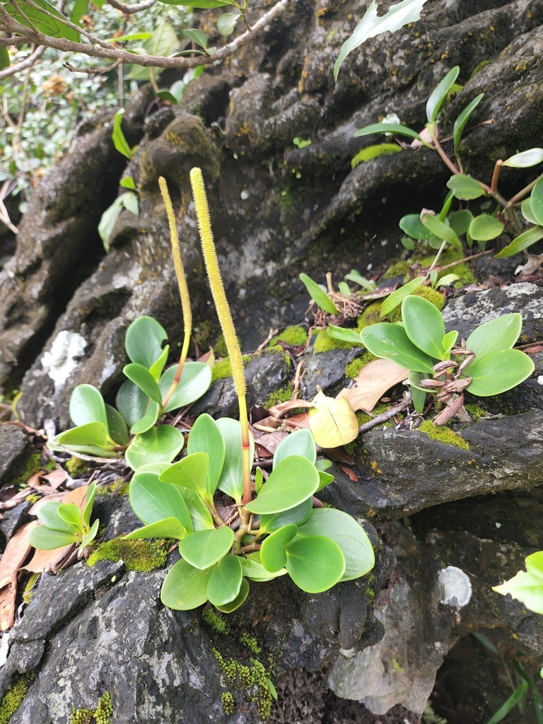 Baby Rubber Plant from Las Galeras (D. M.)., 32000, República Dominicana on April 25, 2024 at 03 ...