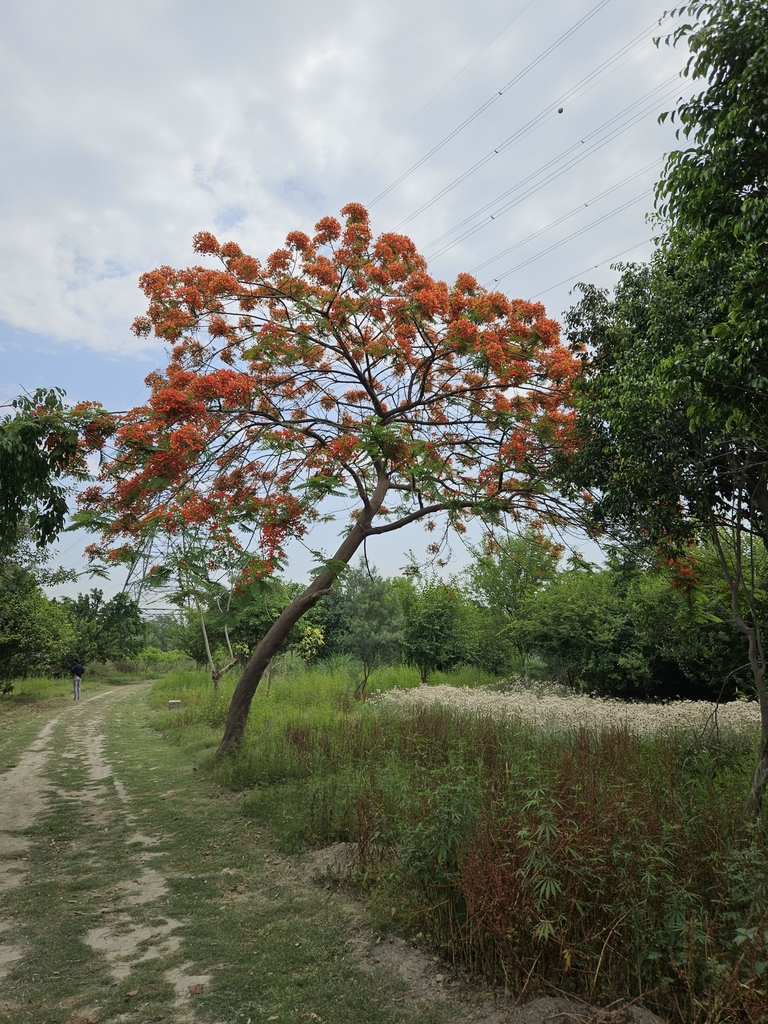 Flamboyant from Laxmi Nagar, Delhi, India on April 26, 2024 at 10:15 AM ...