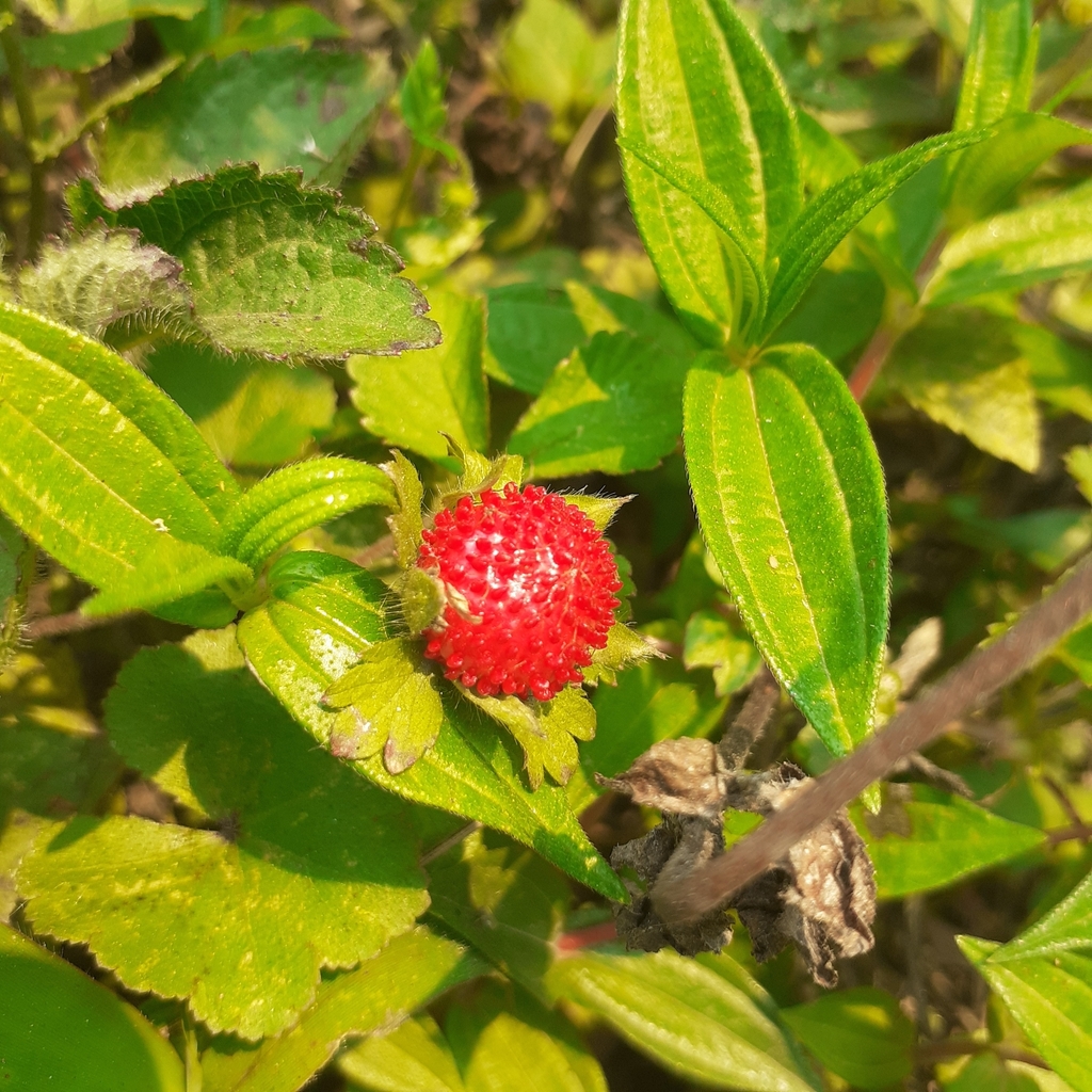 mock strawberry from Upper Tadong, Tadong, Gangtok, Sikkim 737102 ...