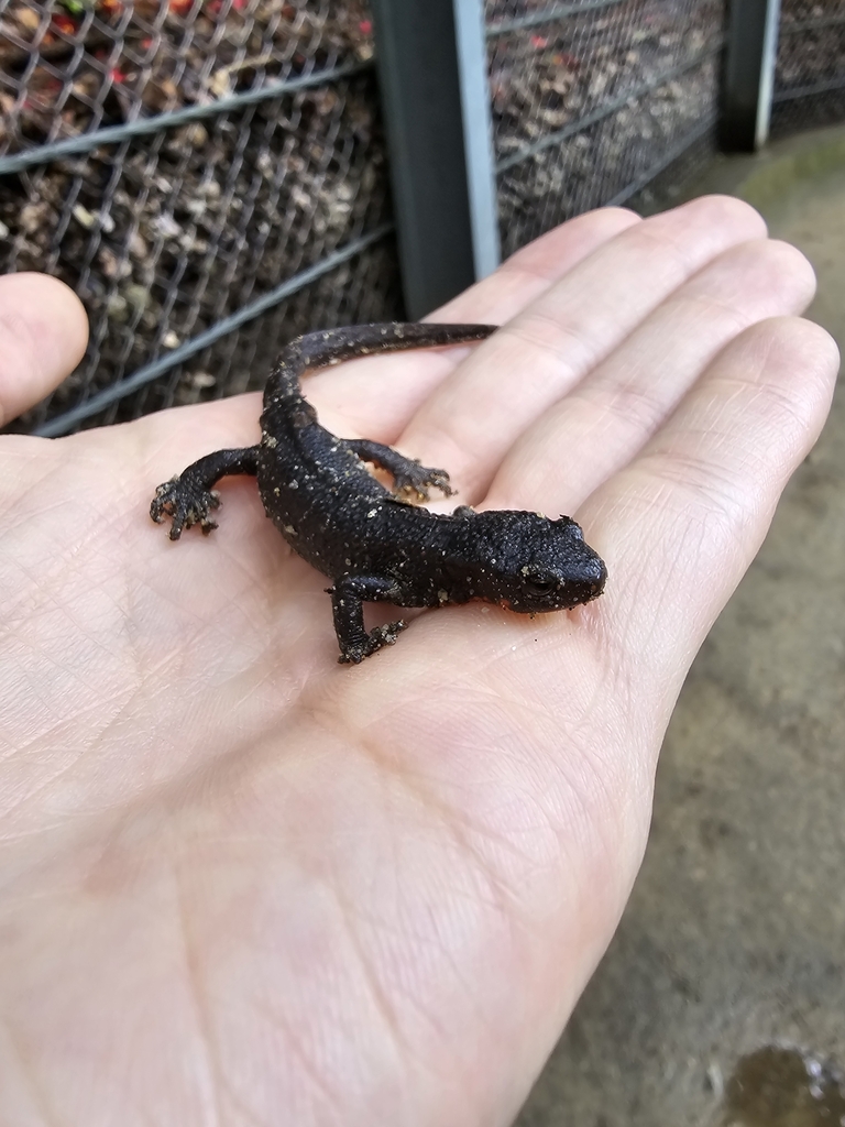Japanese Fire-bellied Newt from Fukiaicho, Chuo Ward, Kobe, Hyogo 651 ...