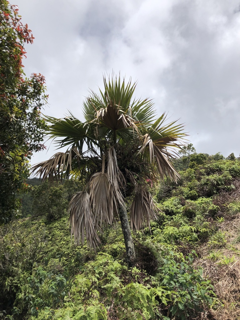 Loulu Palms in April 2024 by Adrian Burke · iNaturalist
