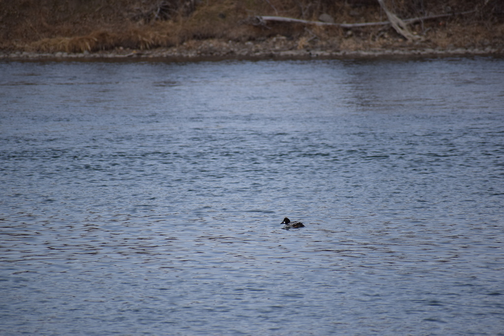 Common Goldeneye from Cochrane, AB, Canada on April 25, 2024 at 05:05 ...