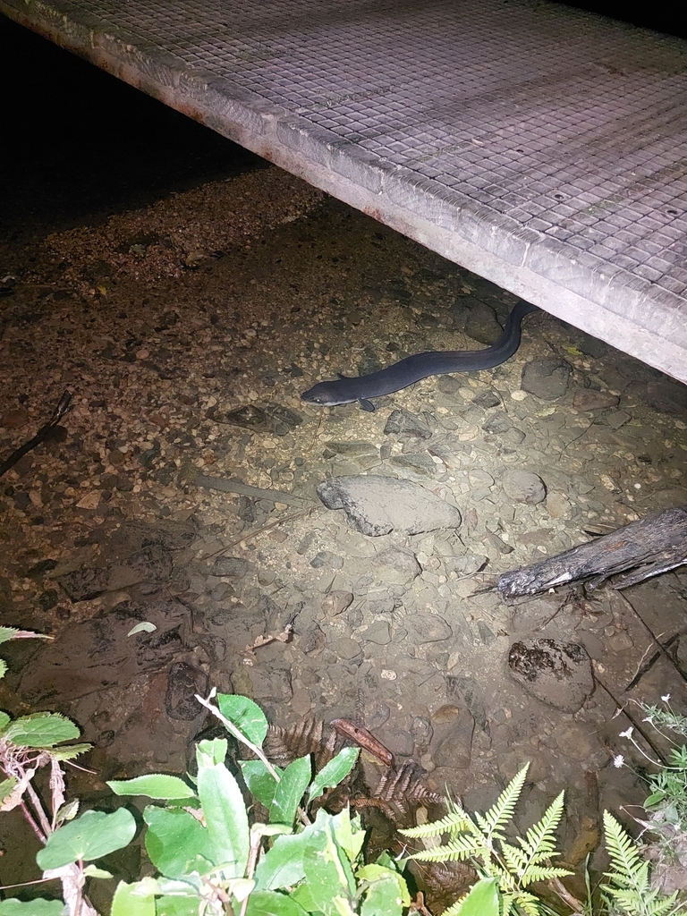 New Zealand Longfin Eel in April 2024 by Georgia Jennings · iNaturalist