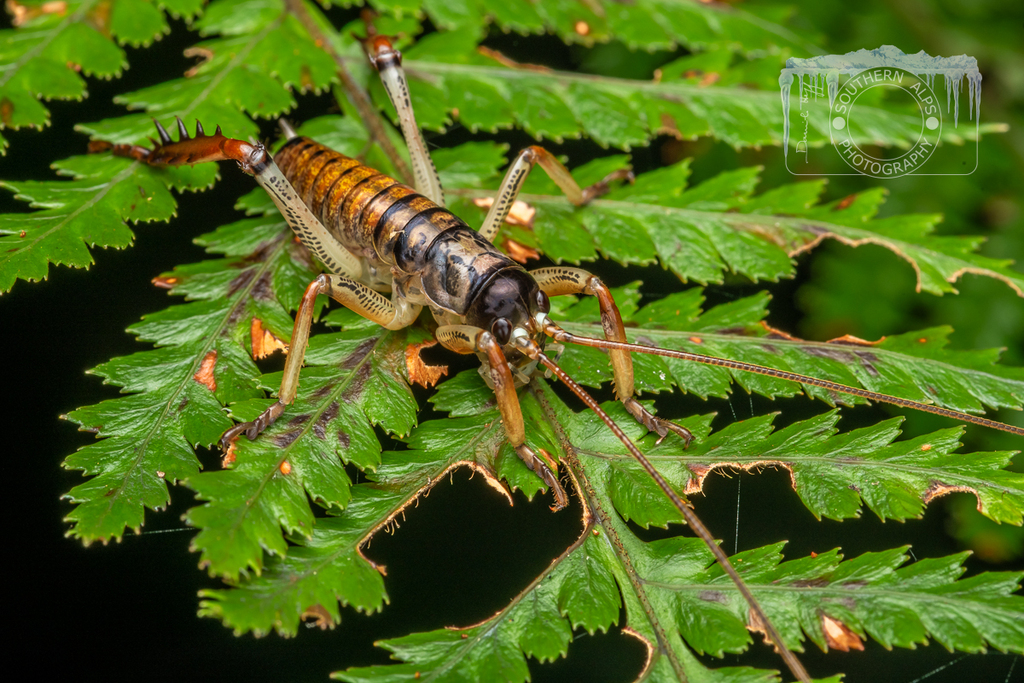 Auckland Tree Weta from Hunua Range, New Zealand on April 24, 2024 at ...
