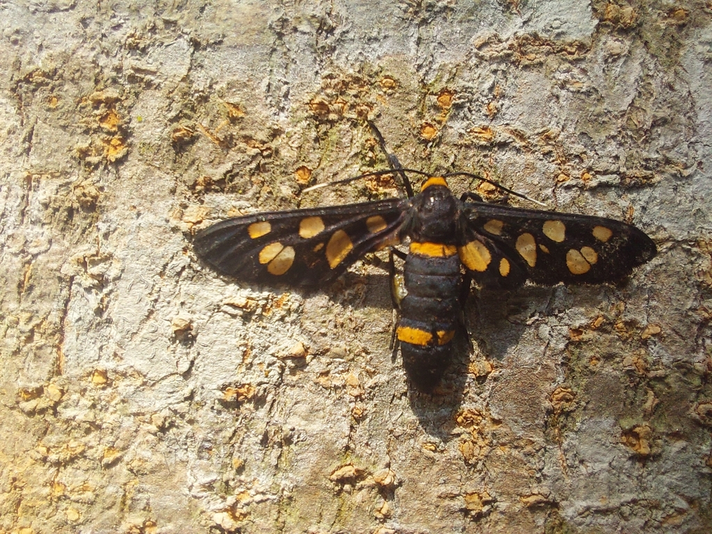 Handmaidens from 4WH2+MRC, Tepesia, Assam 781027, India on April 26 ...
