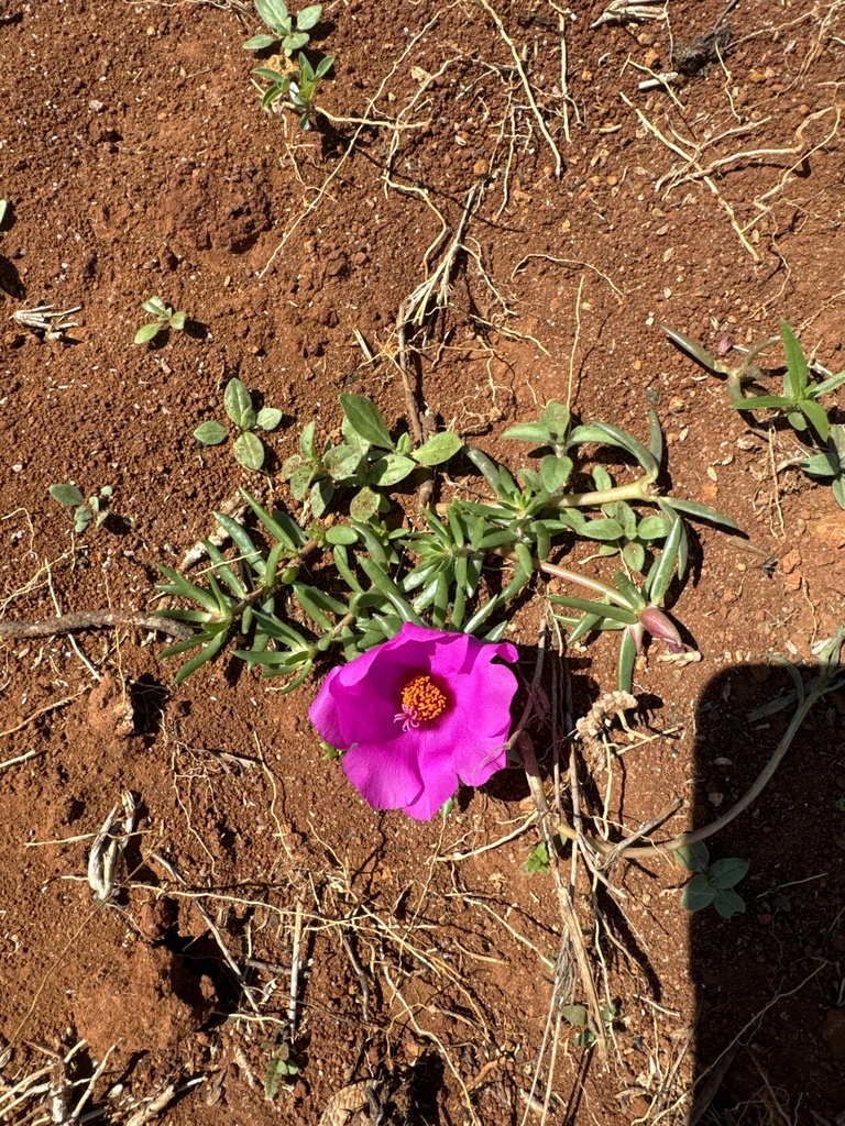 moss rose from Antsirabe Airport, Antananarivo, MG on April 26, 2024 at ...