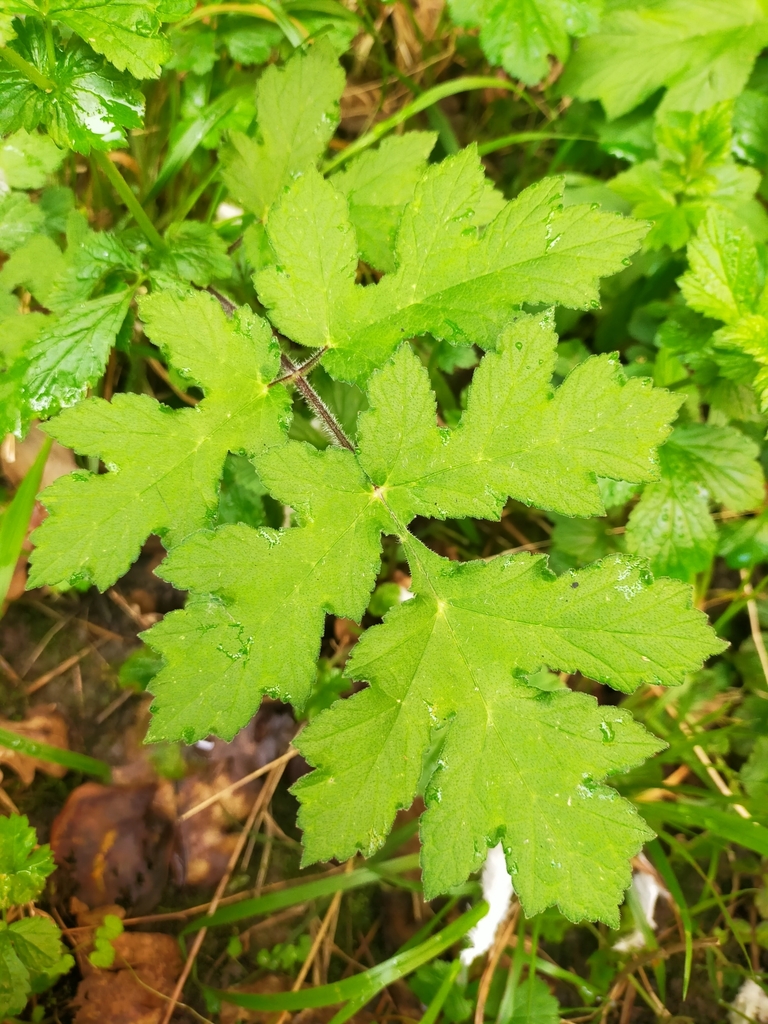 hogweed from Stafford ST17 0XS, UK on April 26, 2024 at 09:37 AM by Jo ...