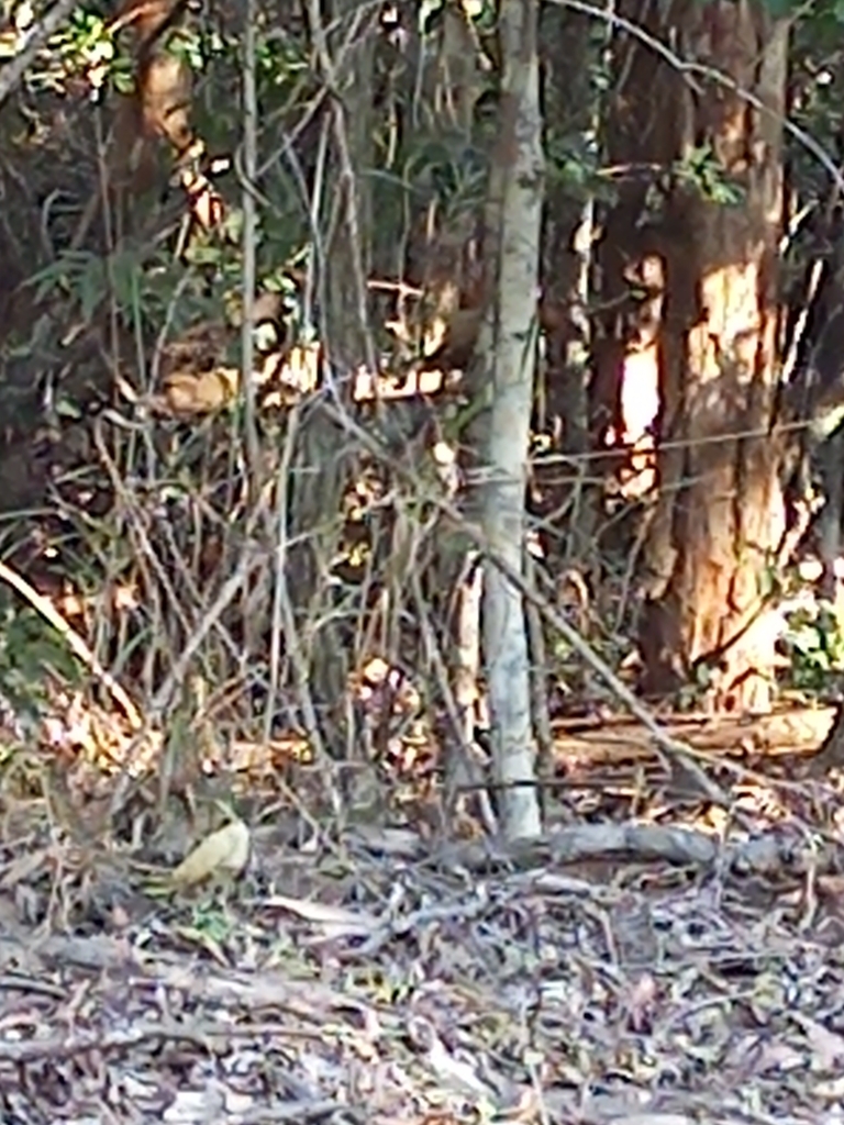 Something from Moore QLD 4314, Australia on June 3, 2023 at 02:47 PM by ...