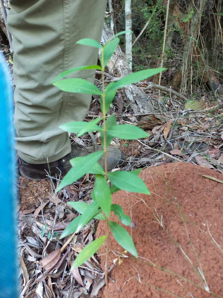 Bootlace Plant from Moore QLD 4314, Australia on June 3, 2023 at 03:05 ...