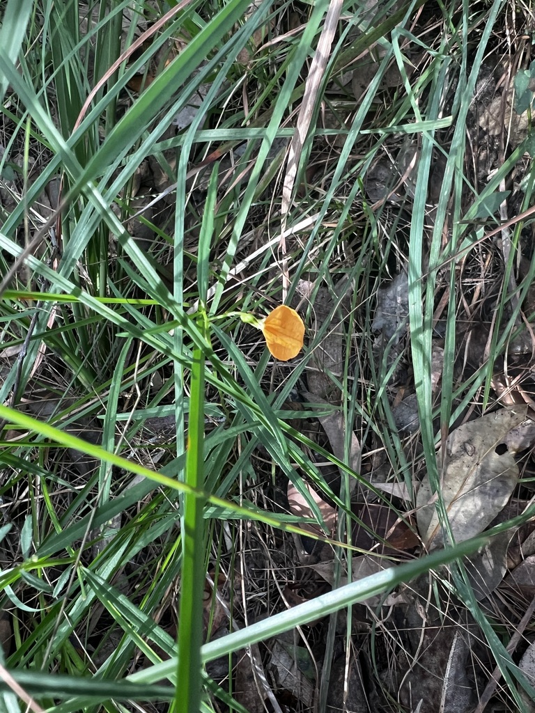 spade flower from Gold Coast QLD, Australia on April 14, 2024 at 07:40 ...