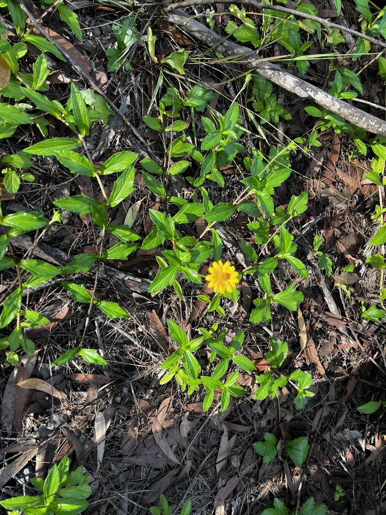 trailing daisy from Gold Coast QLD, Australia on April 14, 2024 at 08: ...