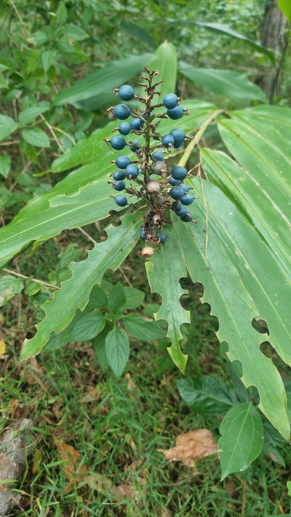 Native Ginger from Diamond Valley QLD 4553, Australia on April 26, 2024 ...