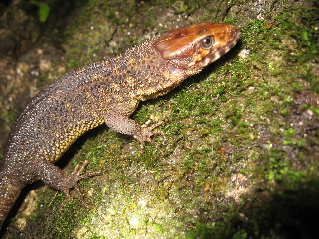 Yellow-spotted Night Lizard from Mexico on July 13, 2011 at 02:08 PM by ...