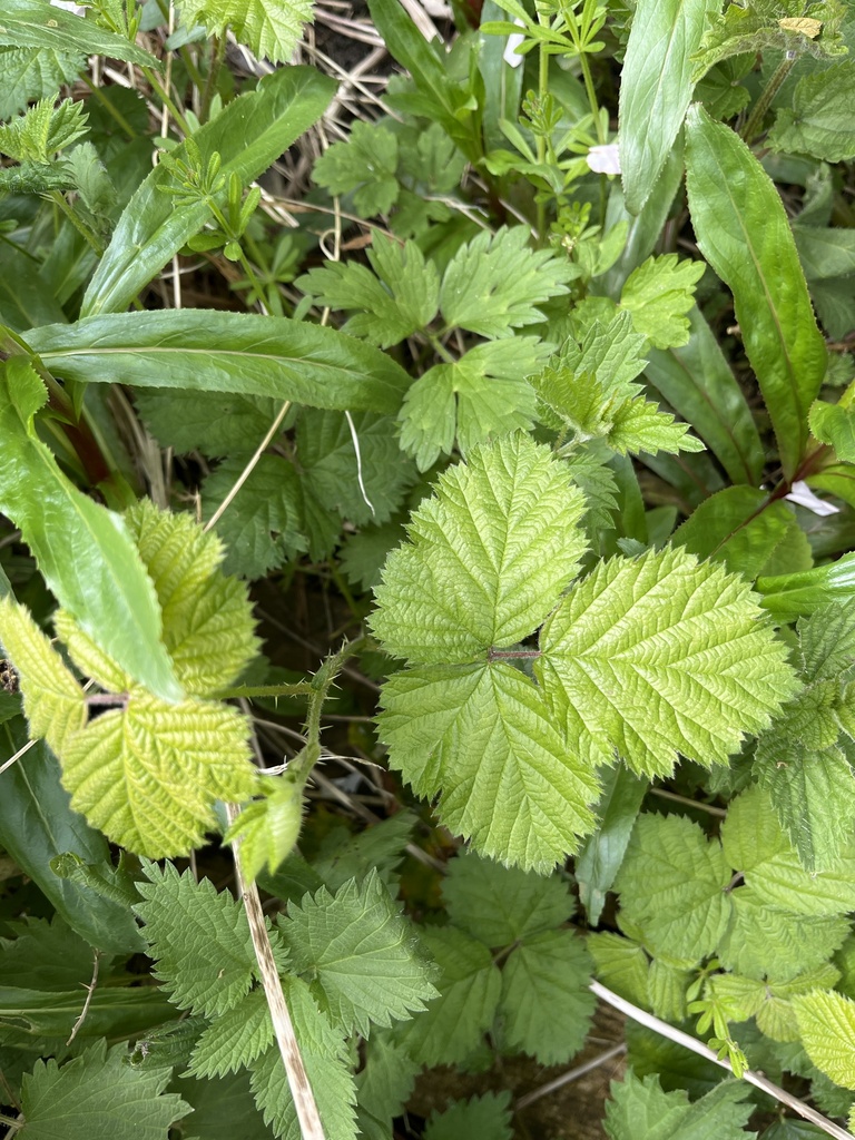 brambles from Moorgarth Ave, York, England, GB on April 26, 2024 at 12: ...