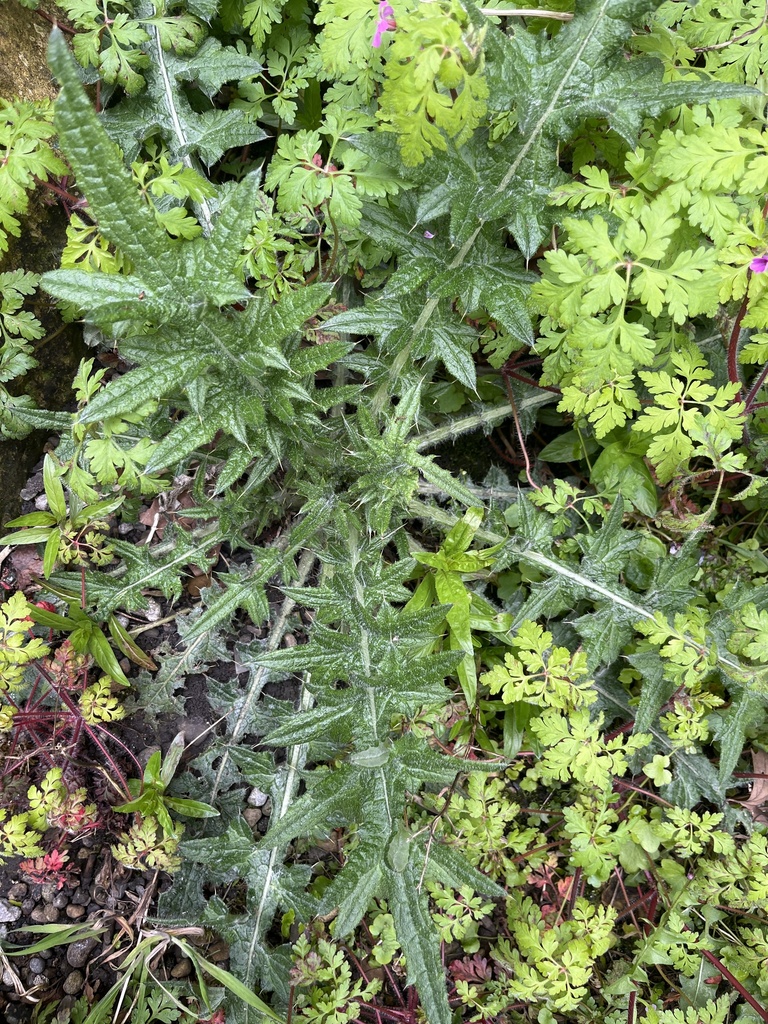 Bull Thistle from York Museum Gardens, York, England, GB on April 26 ...