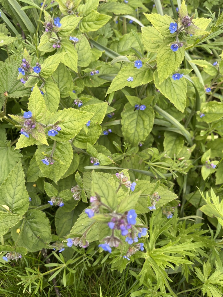 Green Alkanet from Museum St, York, England, GB on April 26, 2024 at 12 ...