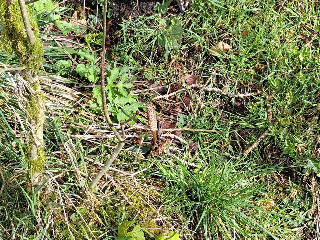 horsetails from Manchester, England, GB on April 26, 2024 at 10:16 AM ...