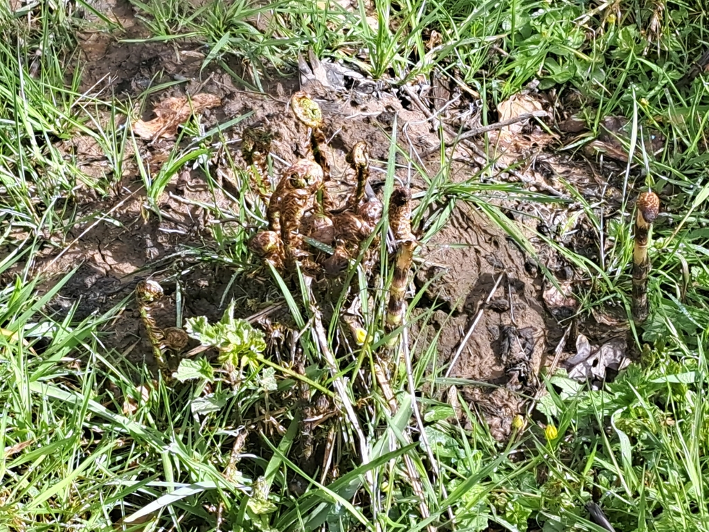 horsetails from Manchester, England, GB on April 26, 2024 at 10:17 AM ...