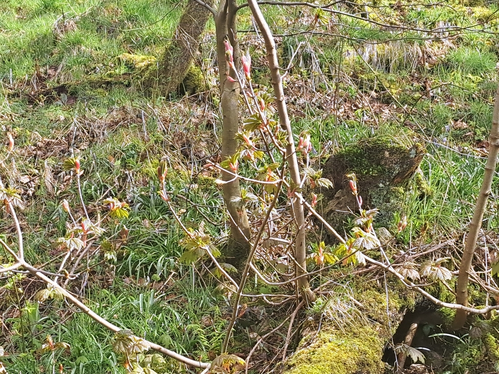 sycamore maple from Manchester, England, GB on April 26, 2024 at 10:18 ...