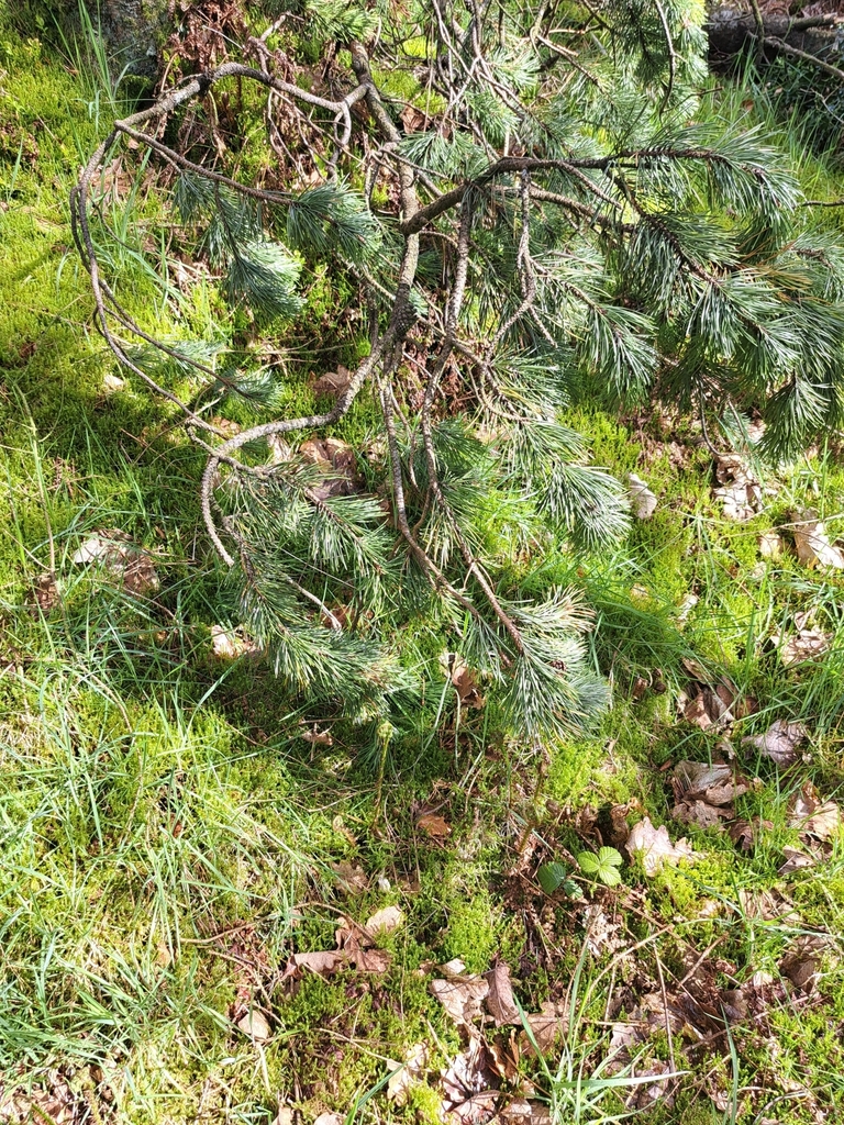 Scots pine from Manchester, England, GB on April 26, 2024 at 10:34 AM ...