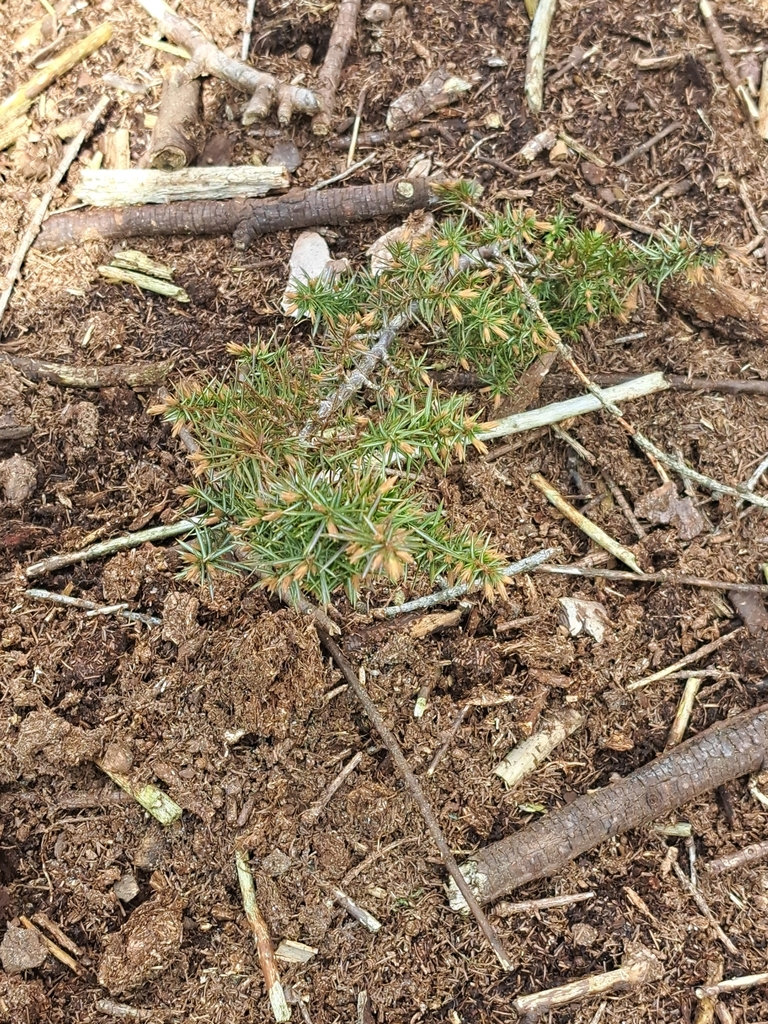 vascular plants from Bolton BL1 7PD, UK on April 26, 2024 at 11:23 AM ...