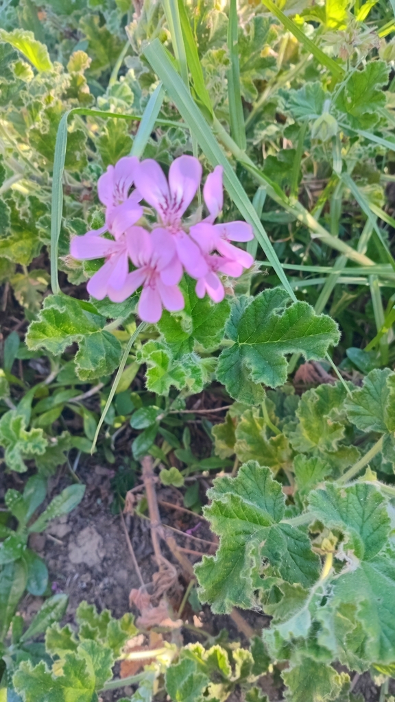 rose-scented geranium from Observatory, Cape Town, 7925, South Africa ...
