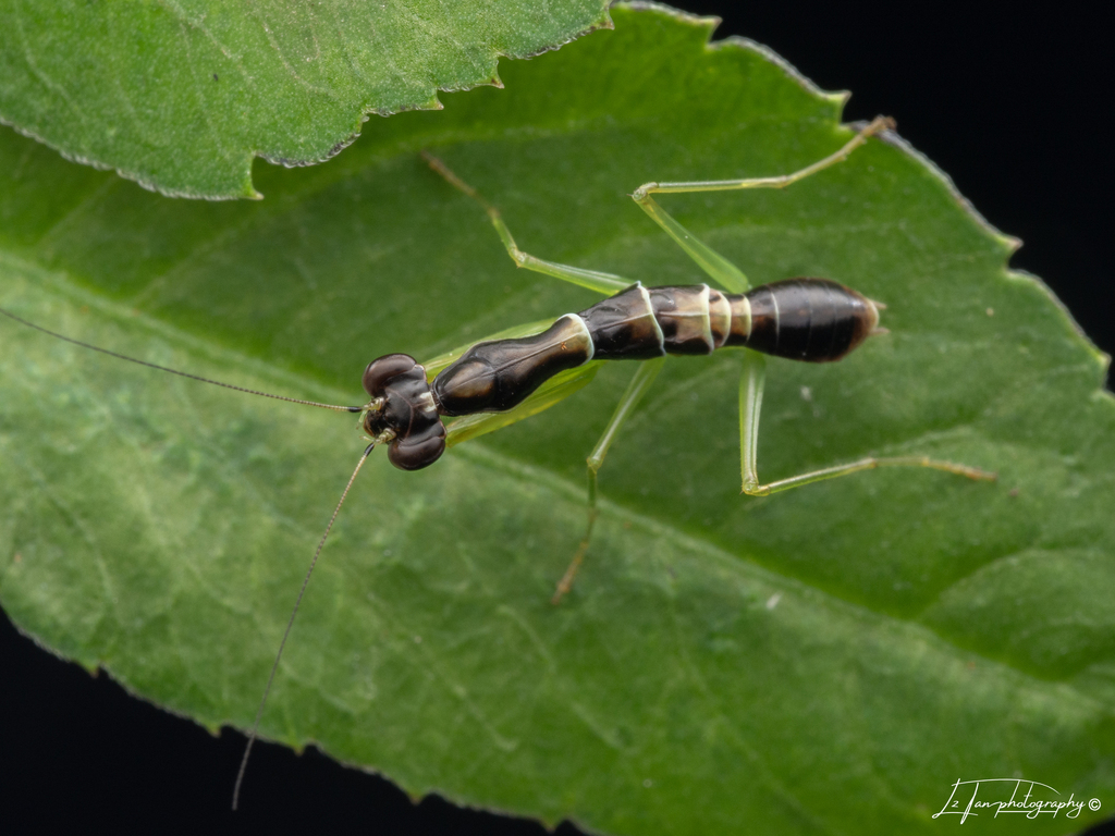 Asian Ant Mantis from Sepang, Selangor, Malaysia on April 26, 2024 at ...
