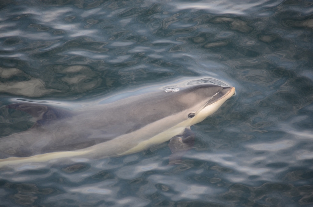 Atlantic White-sided Dolphin from North Atlantic Ocean, , , US on April ...
