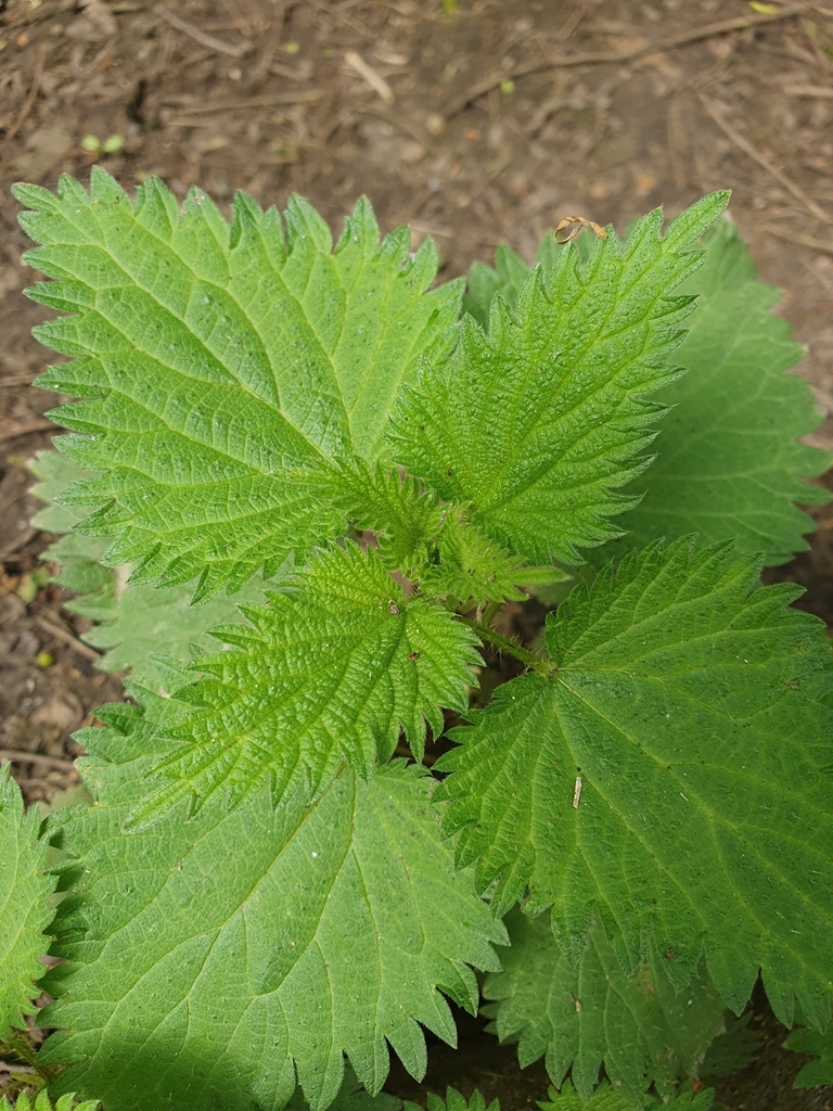 great stinging nettle from Stirchley, Birmingham, UK on April 26, 2024 ...