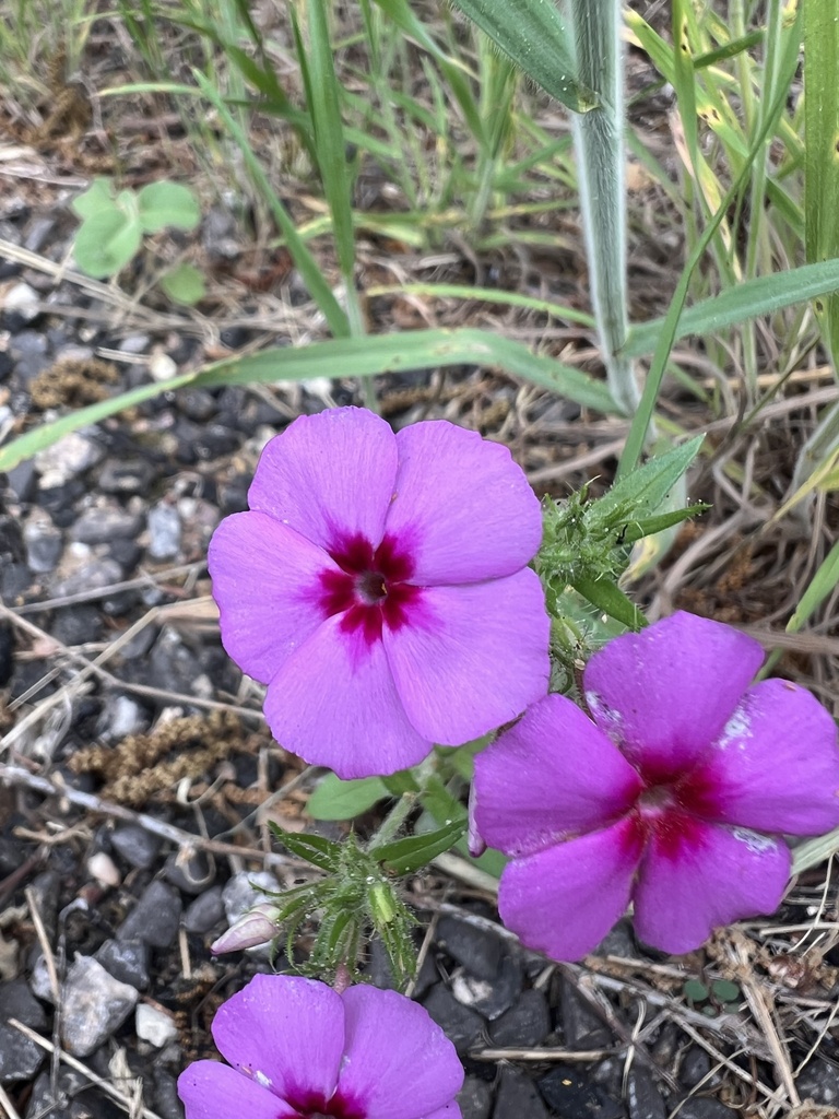 Drummond's phlox from SH-19, Palestine, TX, US on April 25, 2024 at 05: ...
