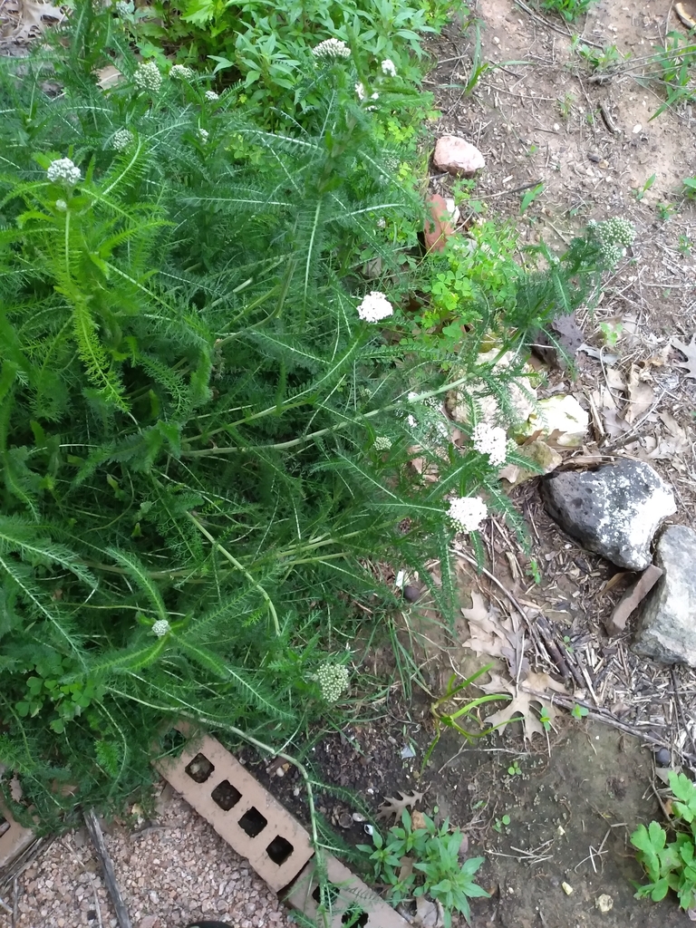 common yarrow from Temple, TX, USA on April 26, 2024 at 08:03 AM by ...