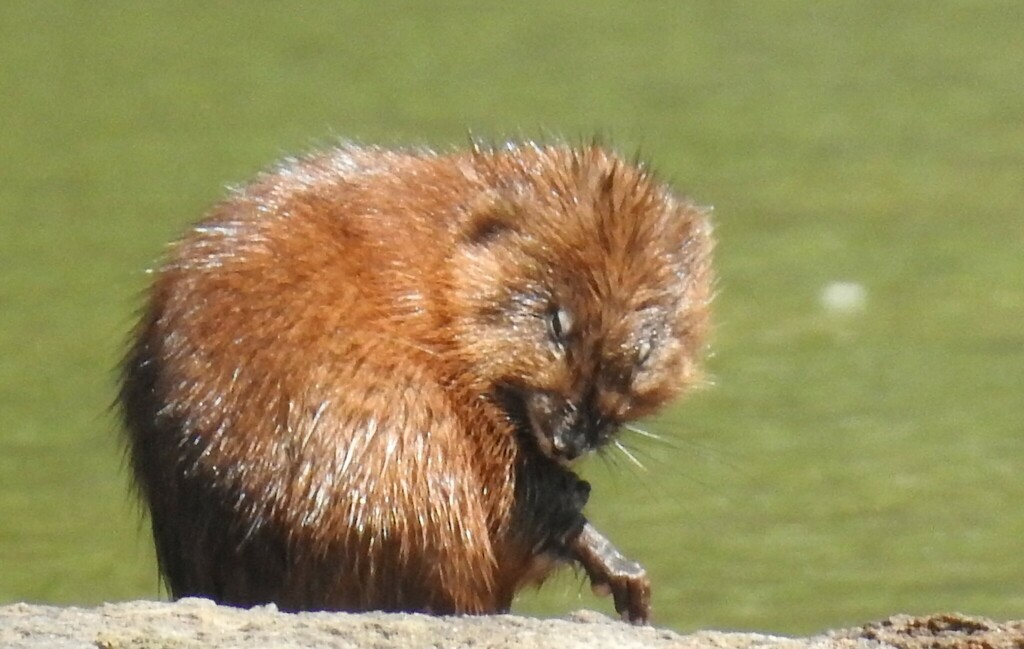 Muskrat from Palisades W Trail, Atlanta, GA 30339, USA on April 14 ...