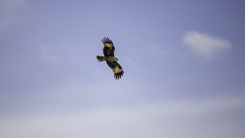 Haliastur Kites from Liboganon, Tagum, Davao del Norte, Philippines on ...