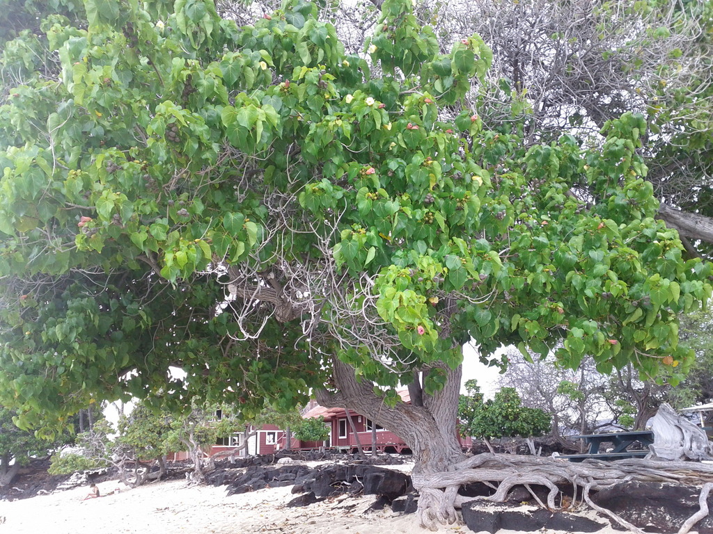 Portia tree from kekaha kai state park hawaii on June 09, 2011 by ...