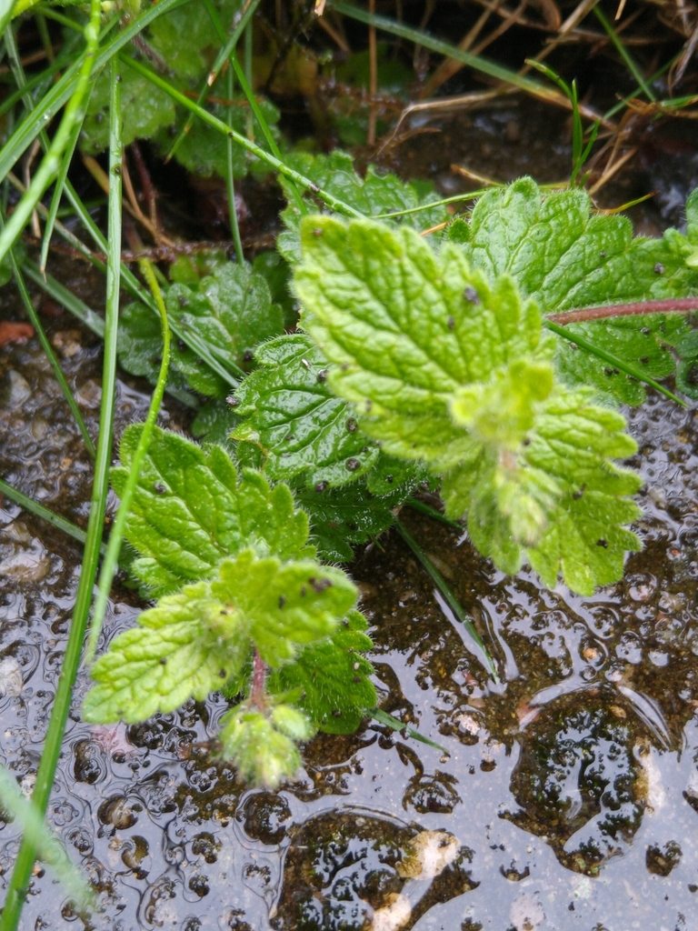 Germander Speedwell from Dunnington, York YO19, UK on April 26, 2024 at ...