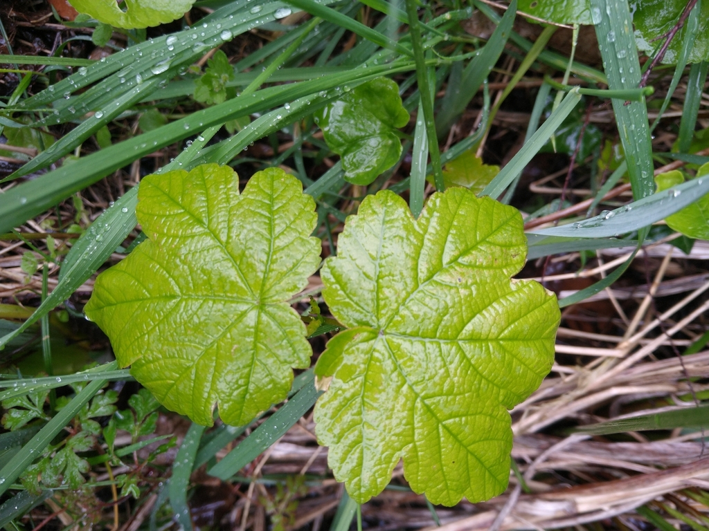 sycamore maple from Dunnington, York YO19, UK on April 26, 2024 at 03: ...